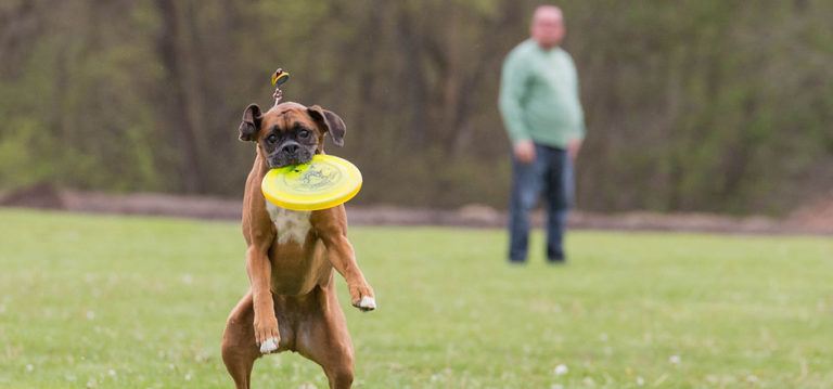 Home - K9 Frisbee Toss & Fetch | Disc Dog League